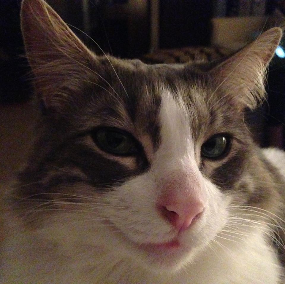 The Less-than-Terrible Curse of Nori the Cat – Will Ludwigsen